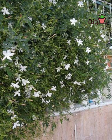 ياسمين بلدي – بلكونة