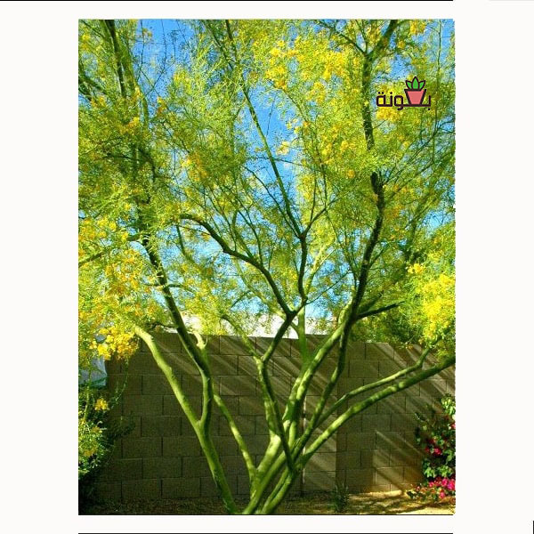 JERUSALEM THORN – بلكونة